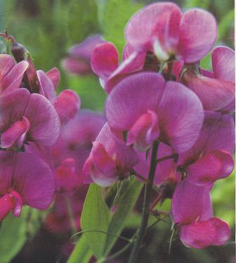 Lathyrus - Everlasting Sweet Pea